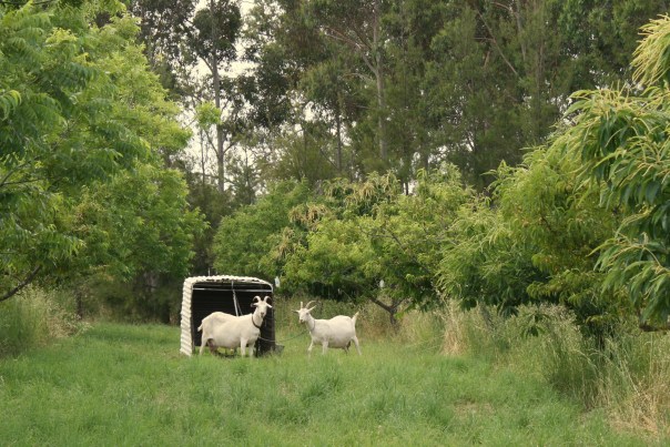 Living and Working with Trees and Shrubs | Murrnong